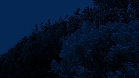 Trees Thrashing Around Storm Winds Stock Footage Video (100% Royalty ...