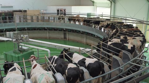 Milking Cows Process On Dairy Farm Stock Footage Video (100% Royalty ...