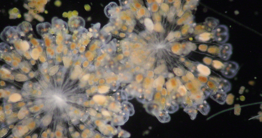 rotifers commonly called wheel animals animalcules Stock Footage Video ...