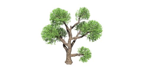 Tree Growth Animation On White Background Stock Footage Video (100% ...