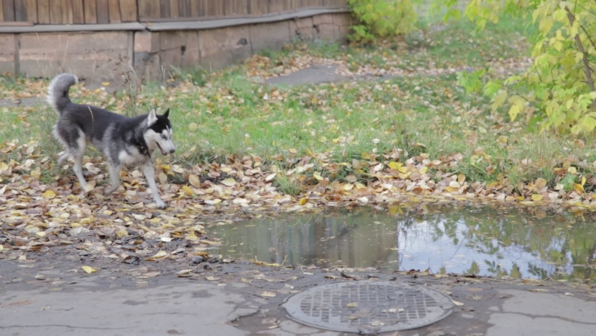 husky puppy running deep puddle Stock Footage Video (100% Royalty-free ...