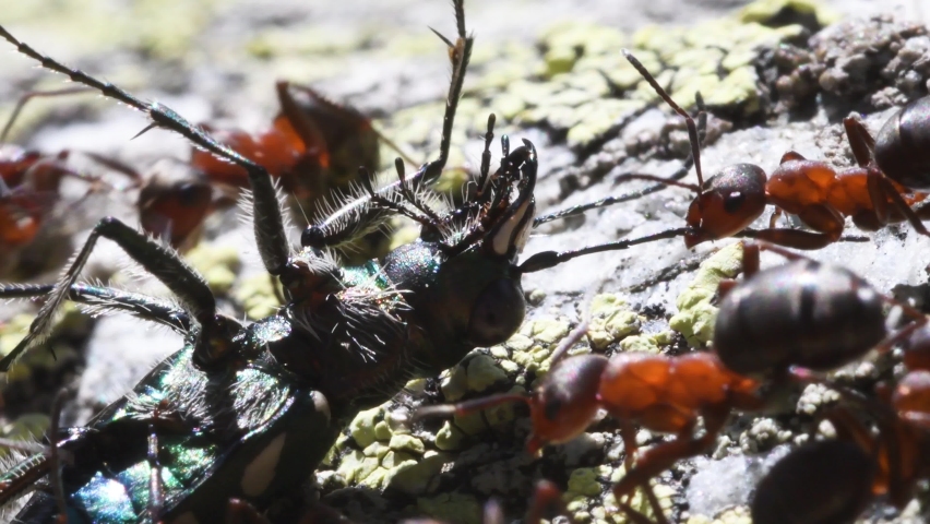 ants tiger beattle mountain Stock Footage Video (100% Royalty-free ...