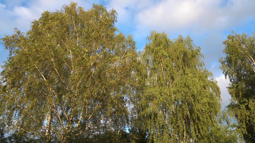 Tall Birch Trees Rustle Foliage Stockvideoklipp (helt royaltyfria ...