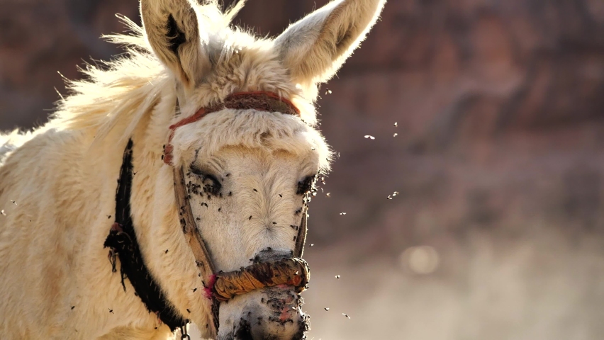 white donkey many flies on donkey's Stock Footage Video (100% Royalty ...