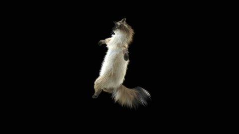 Cat Dancing Cg Fur 3d Rendering Stock Footage Video (100% Royalty-free ...