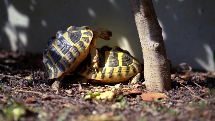couple earth turtles making love outdoors Stock Footage Video (100% ...