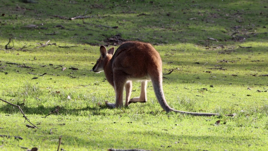 Kangaroo Starts Urinating On Grass Cave Stock Footage Video (100% ...
