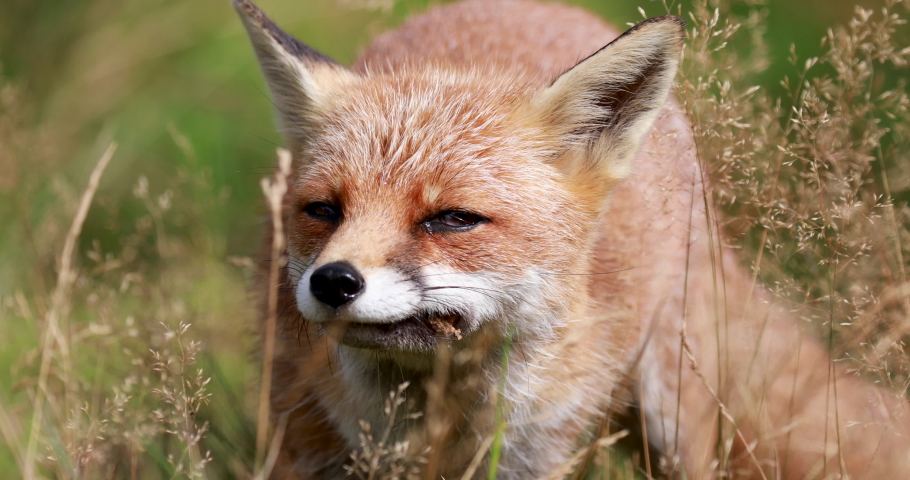 Fox sweet: стоковое видео в 4K и HD | Shutterstock