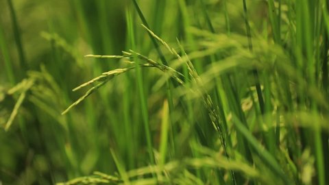 Paddy Green Rice Crop Field Pathum Stock Footage Video (100% Royalty ...