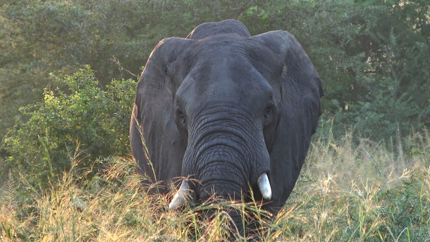 Elephant With Bird Videos: 4K and HD Video Clips