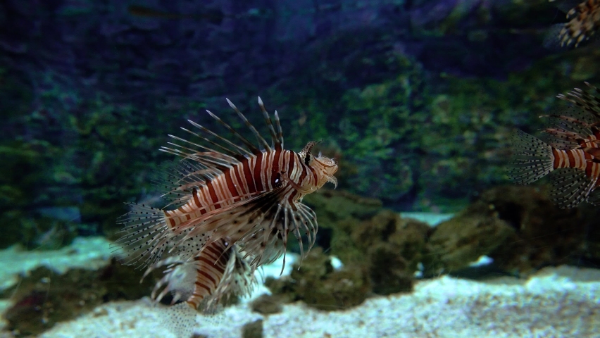 Lionfish swimming in the Aquarium image - Free stock photo - Public ...