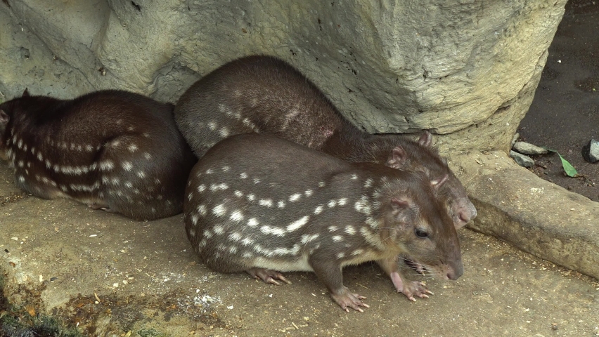 Jochi pintado: videos de stock; videoclips en 4K y HD | Shutterstock