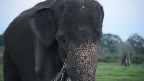 Sumatran Elephant Freckles One Tusk Eats Stock Footage Video (100% ...
