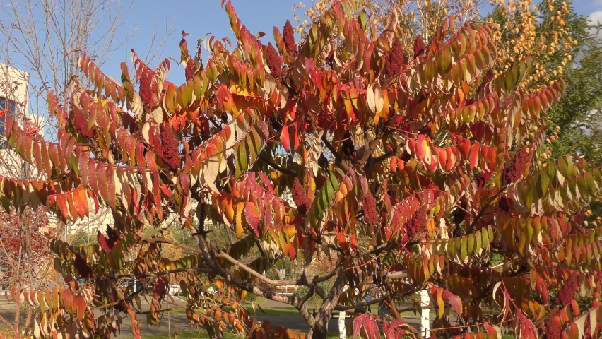 Sumac Trees Stock Video Footage - 4K and HD Video Clips | Shutterstock