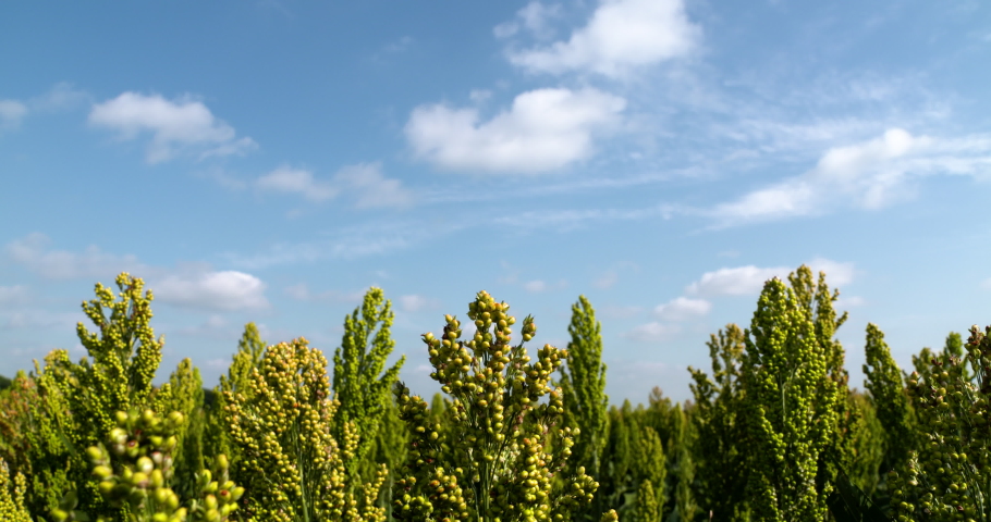 Milo Plant Stock Video Footage - 4K and HD Video Clips | Shutterstock