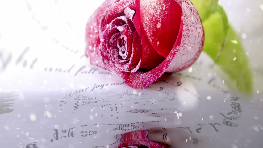 31 Torn rose Stock Video Footage - 4K and HD Video Clips | Shutterstock