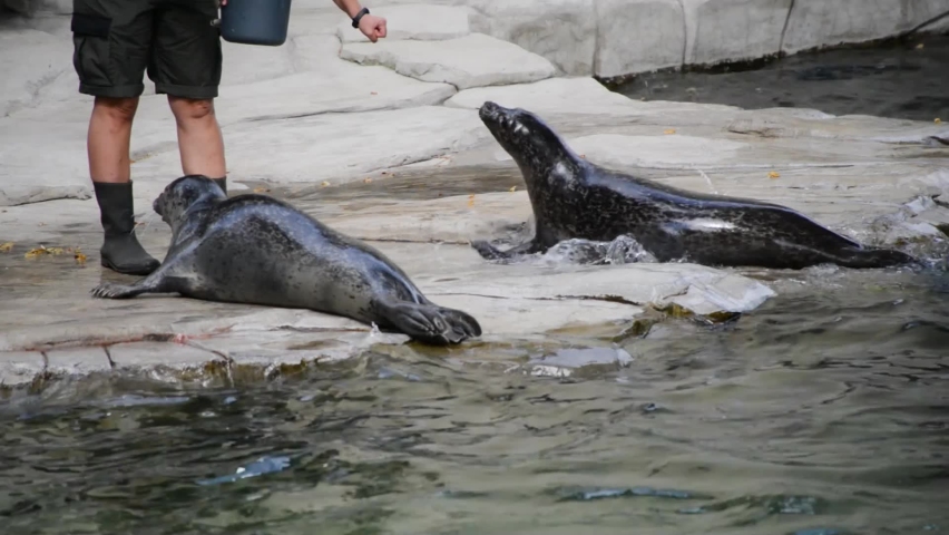 Zoo Trainer Stock Video Footage - 4K and HD Video Clips | Shutterstock