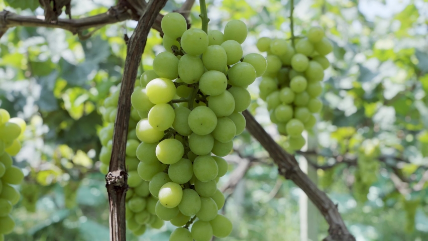 Sun Rose Grapes Grown On Trees Stock Footage Video (100% Royalty-free ...