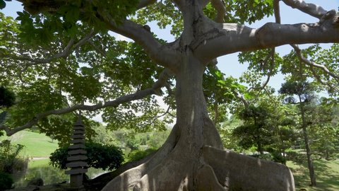 Tall Jelutong Tree Scientifically Known Dyera Stock Photo 151992422 ...