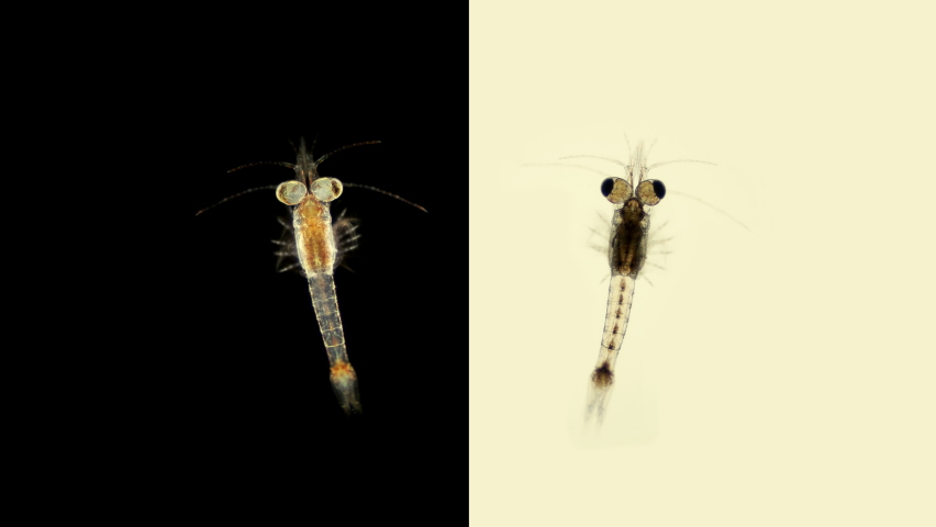 small shrimp mysida under microscope family Stock Footage Video (100% ...