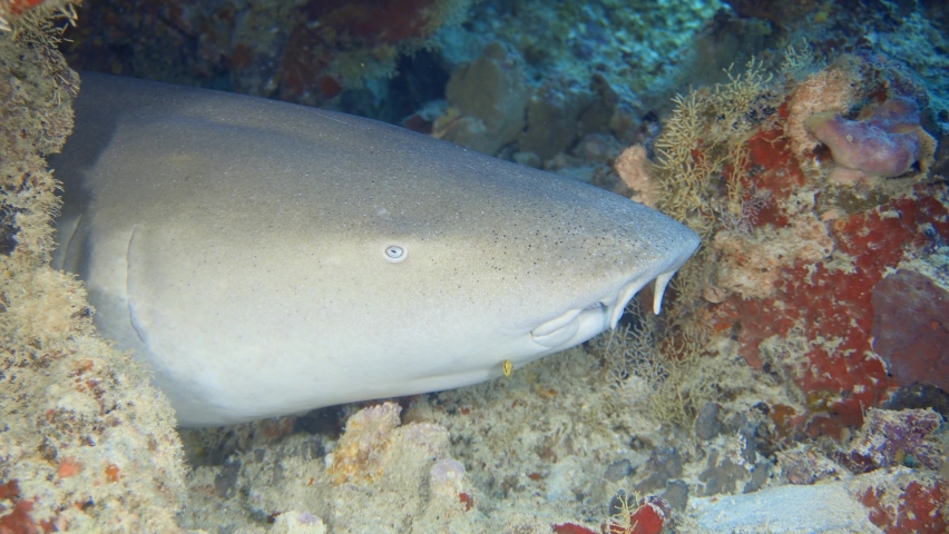 Sleeping Shark Stock Video Footage - 4K and HD Video Clips | Shutterstock