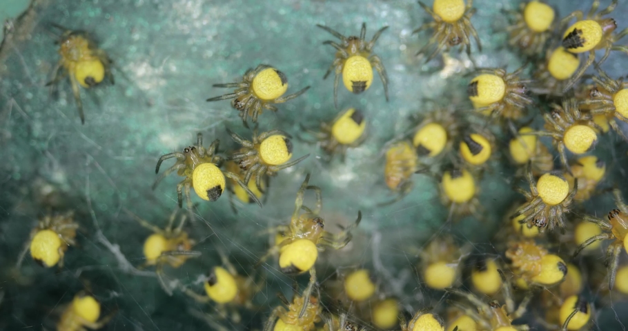 Cluster of Baby Spiders Moving, Stock Footage Video (100% Royalty-free ...