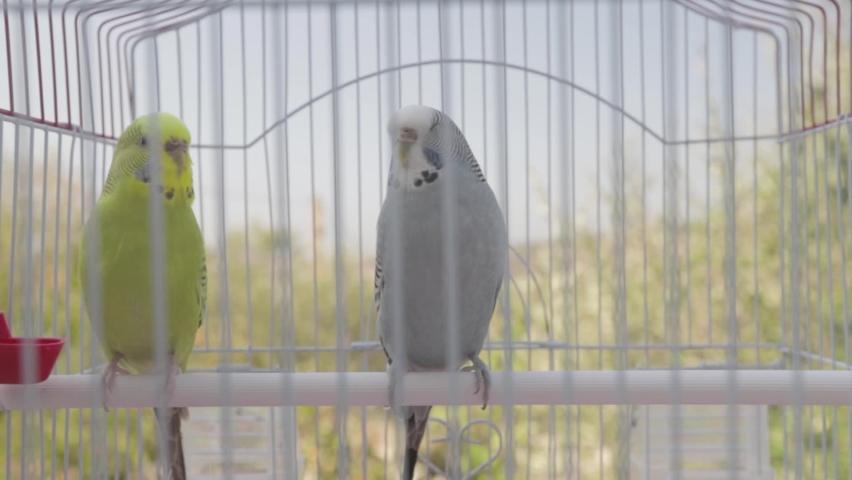 Two Colored Parrots. Yellow and Stock Footage Video (100% Royalty-free ...