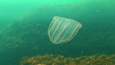 ctenophores predatory comb jelly beroe ovata Stock Footage Video (100% ...