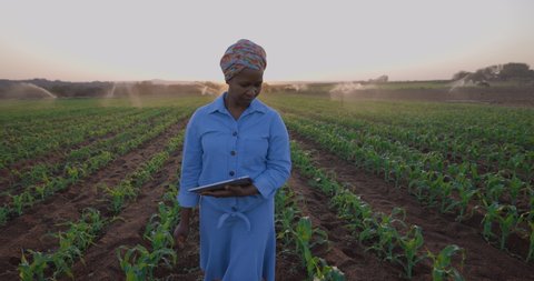 Black African Female Farmer Using Digital Stock Footage Video (100% ...