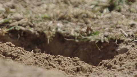 African Mole Rat Digging Ground Ethiopia Stock Footage Video (100% ...