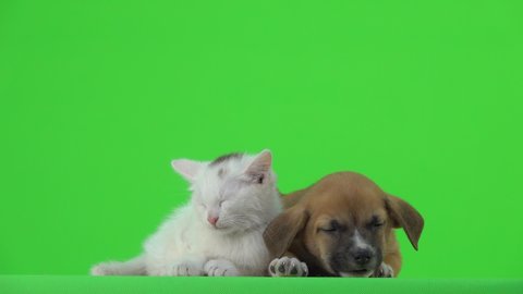 Sleeping green screen Stock Video Footage - 4K and HD Video Clips ...