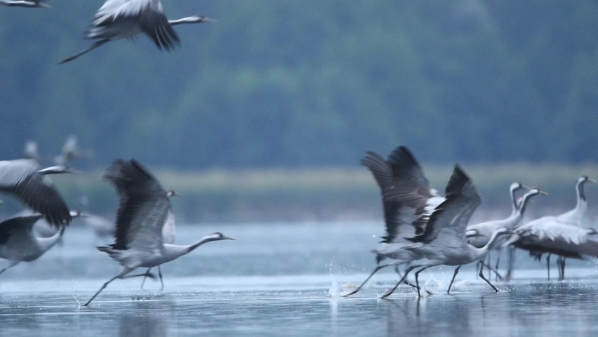Common Crane Flight Stock Video Footage - 4K and HD Video Clips ...