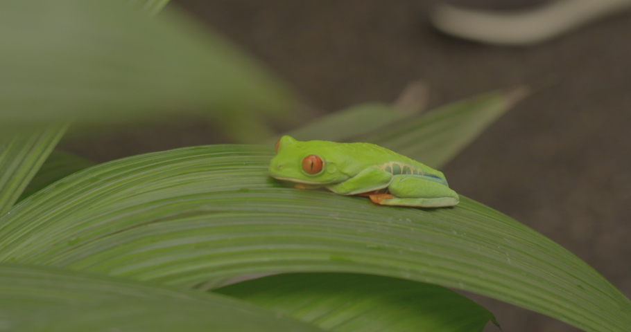 Costa Rican Frog Stock Video Footage - 4K and HD Video Clips | Shutterstock