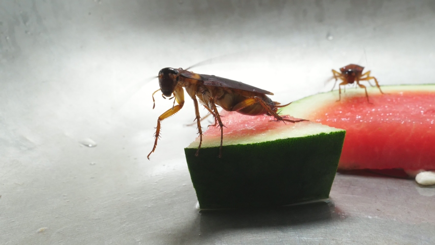 close cockroach family eats watermelon food Stock Footage Video (100% ...