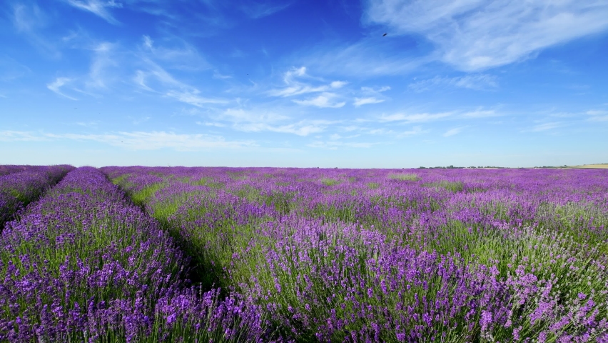 Wallpaper Lavender Stock Video Footage - 4K and HD Video Clips ...