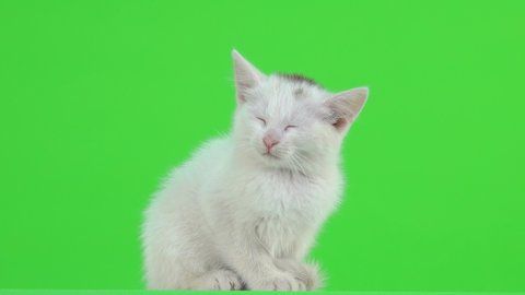 Sleeping green screen Stock Video Footage - 4K and HD Video Clips ...