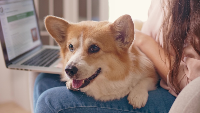 close-up cute dog sitting on lap Stock Footage Video (100% Royalty-free ...