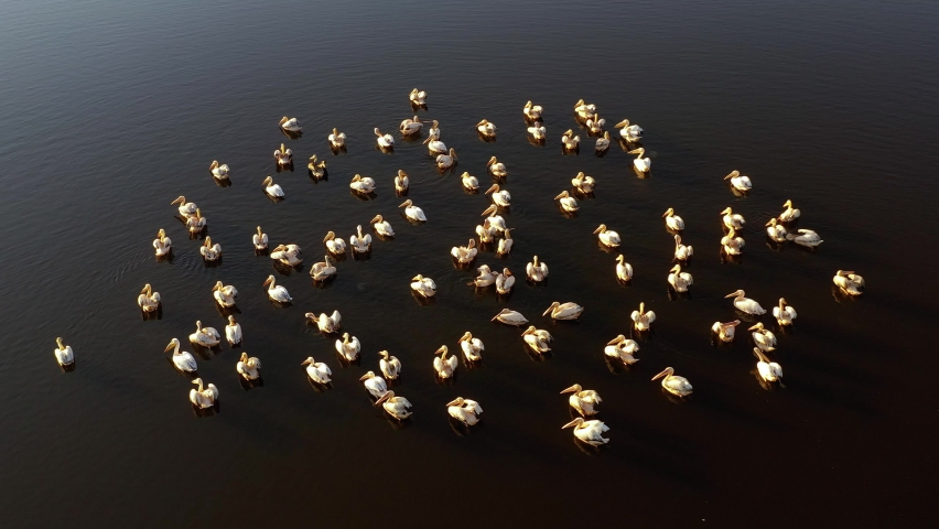 3 Density Levels Gold Coin Fountain Stock Footage Video (100% Royalty ...