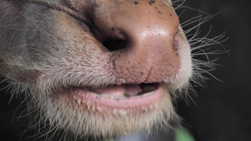 Close-up of a Bulls Mouth,albino Stock Footage Video (100% Royalty-free ...