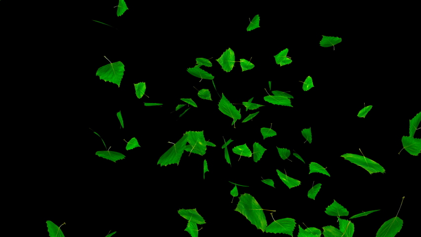 green leaves falling on black background Stock Footage Video (100% ...