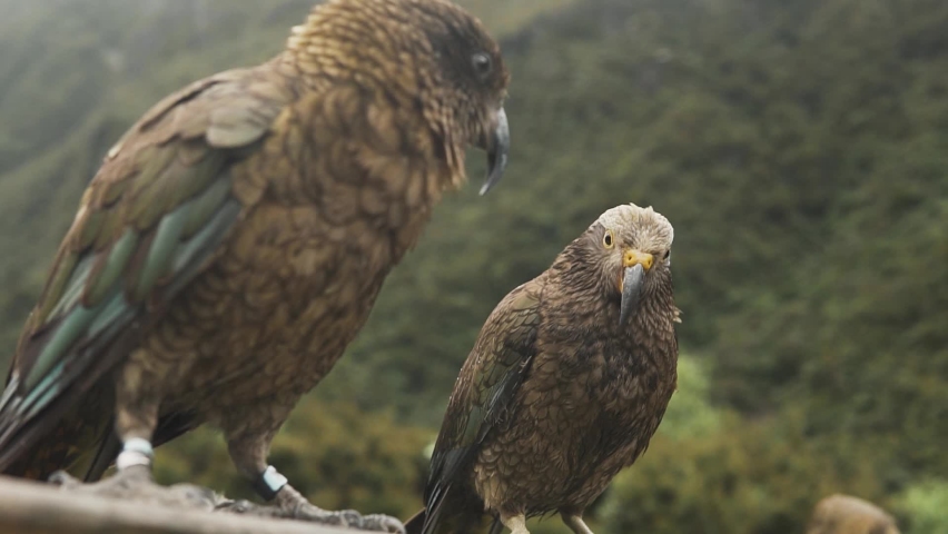 Kea Bird Stock Video Footage - 4K and HD Video Clips | Shutterstock
