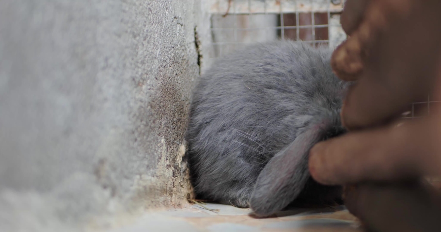 Rabbit Washing Stock Video Footage - 4K and HD Video Clips | Shutterstock