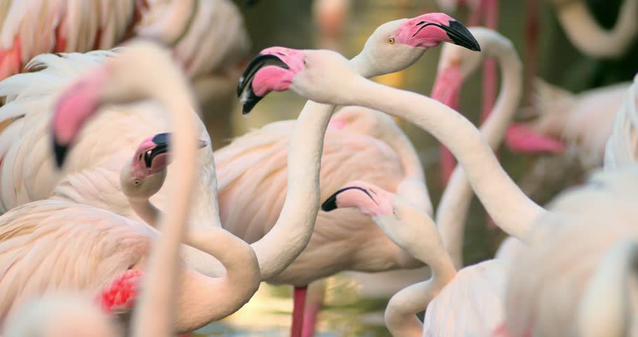 flamingos ritual dancing breeding season Stock Footage Video (100% ...
