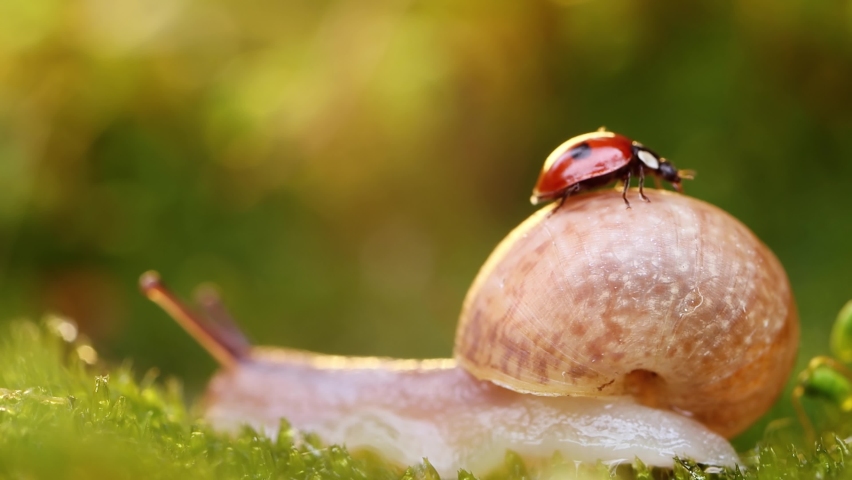 close-up wildlife snail ladybug sunset sunlight Stock Footage Video ...