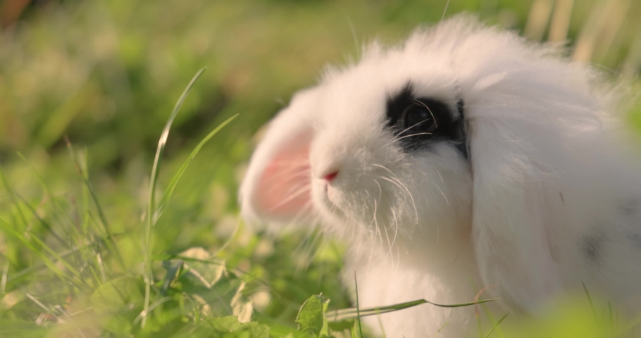 White Dwarf Rabbit image - Free stock photo - Public Domain photo - CC0 ...