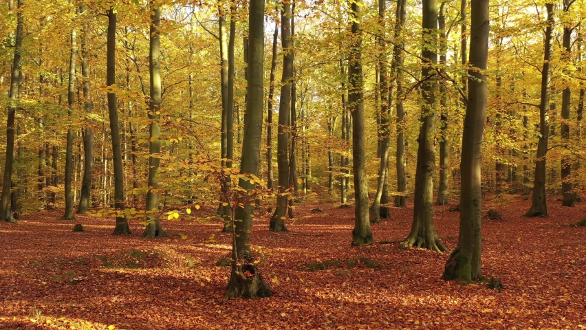 Mowing leaves Stock Video Footage - 4K and HD Video Clips | Shutterstock