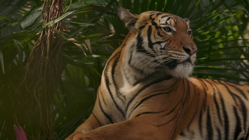 Tiger Turns to Look at Stock Footage Video (100% Royalty-free ...