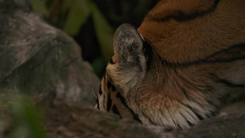 Tiger Lifts its Head from Stock Footage Video (100% Royalty-free ...