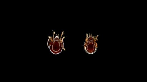 Mite Acari Oribatida Under Microscope Families Stock Footage Video (100 ...