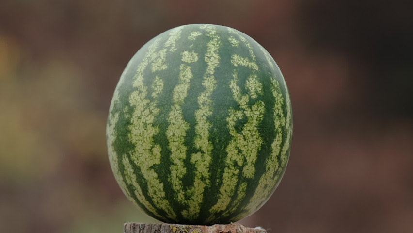 shoot watermelon that explodes into small Stock Footage Video (100% ...